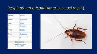 Blattidae | PPTX