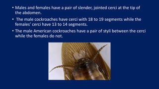 Blattidae | PPTX