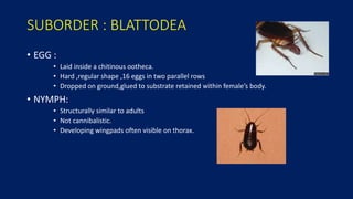 Blattidae | PPTX