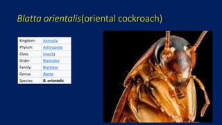 Blattidae | PPTX