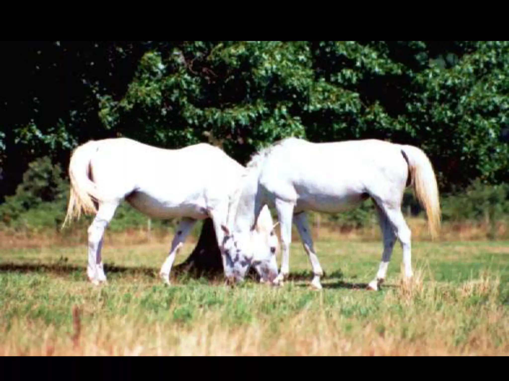 Blaze Magazine Trivia | PPT