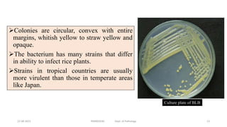 Bacterial Leaf Blightof Rice by SACHIN R KONDAGURI.pptx