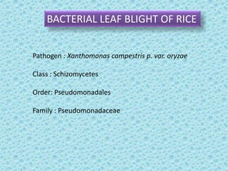 bacterial leaf blight and khaira disease of rice suman kr surendra | PPTX