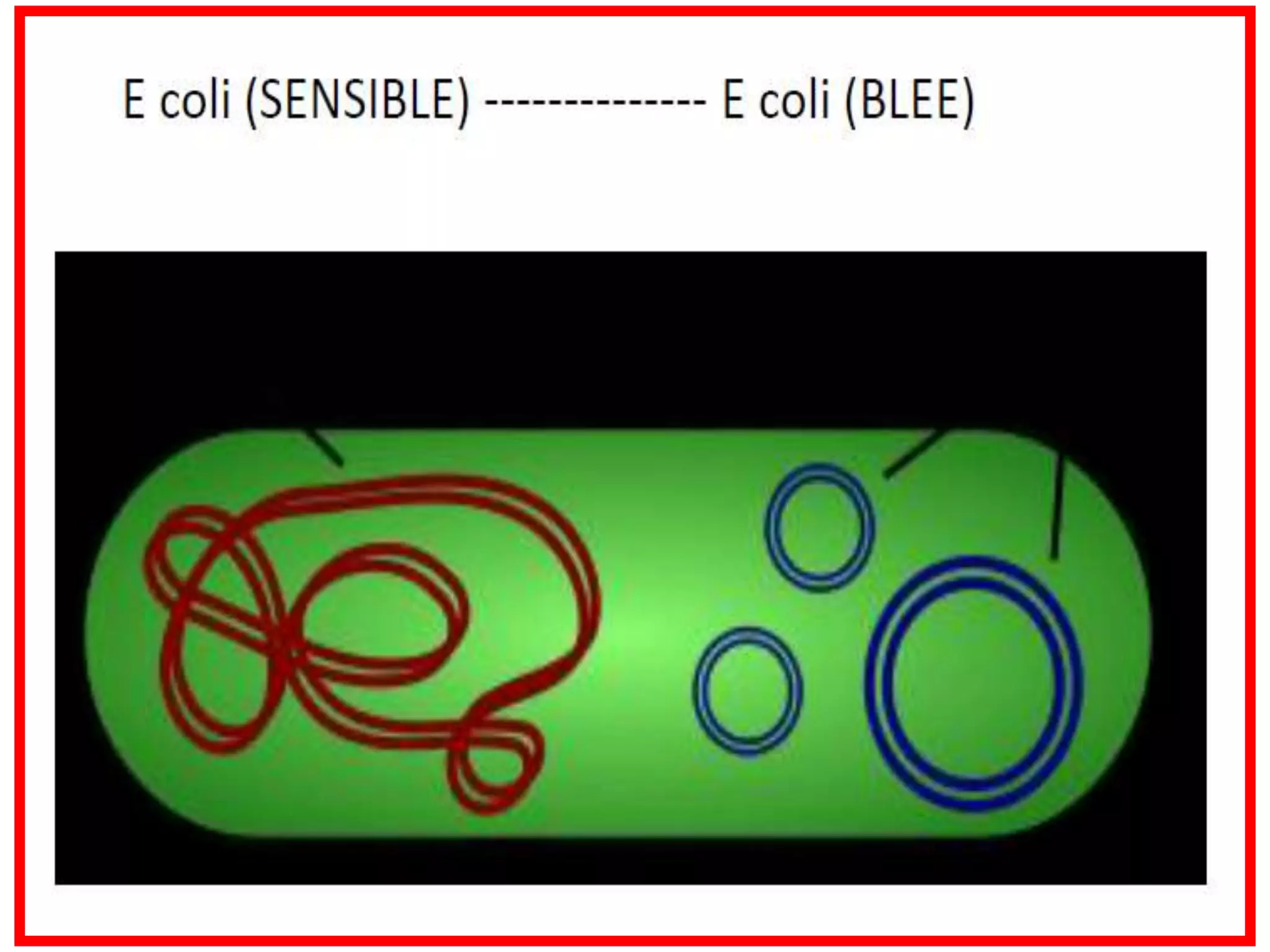 Antibiótico en bacterias con betalactamasa de espectro extendido (BLEE ...
