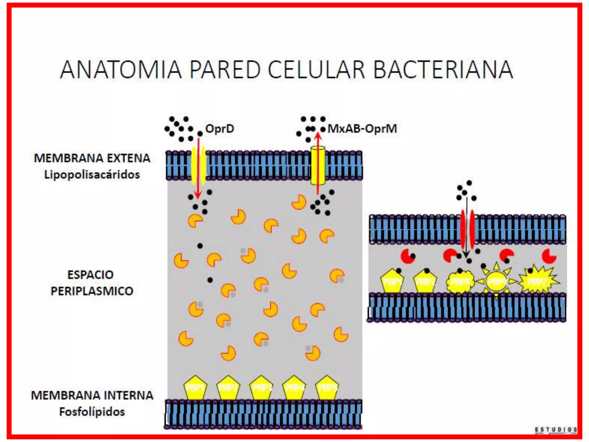 Antibiótico en bacterias con betalactamasa de espectro extendido (BLEE ...