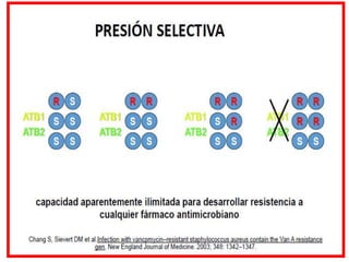 Antibiótico en bacterias con betalactamasa de espectro extendido (BLEE ...
