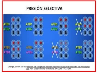Antibiótico en bacterias con betalactamasa de espectro extendido (BLEE ...