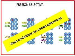 Antibiótico en bacterias con betalactamasa de espectro extendido (BLEE ...