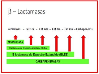 Antibiótico en bacterias con betalactamasa de espectro extendido (BLEE ...