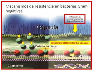 Antibiótico en bacterias con betalactamasa de espectro extendido (BLEE ...