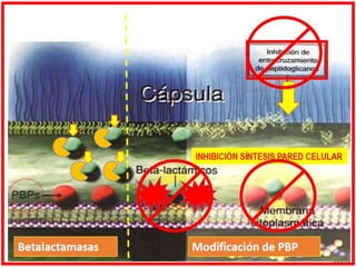 Antibiótico en bacterias con betalactamasa de espectro extendido (BLEE ...