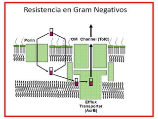 Antibiótico en bacterias con betalactamasa de espectro extendido (BLEE ...