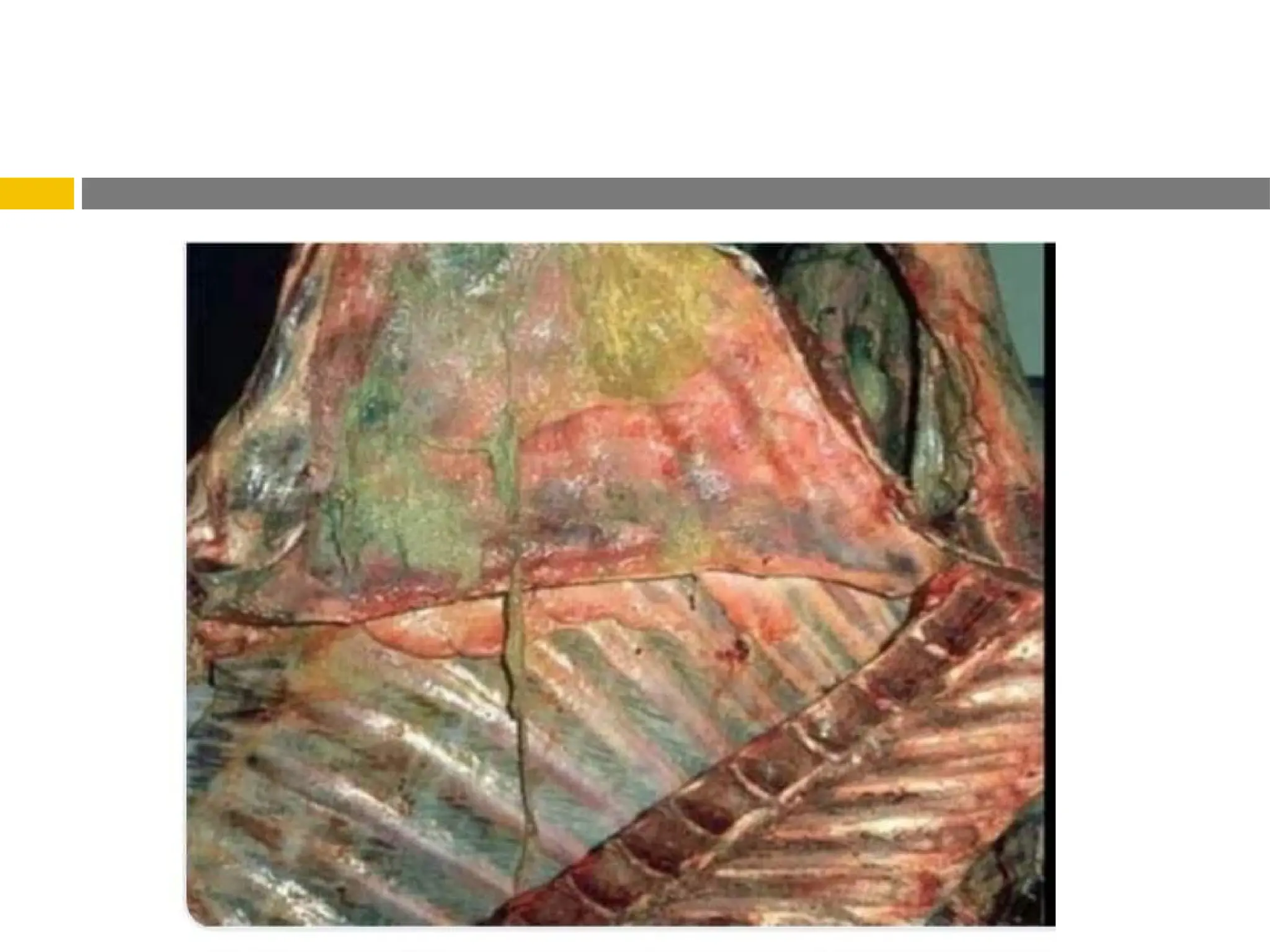 Bleeding in slaughtered animals and it's effect in meat quality | PPTX