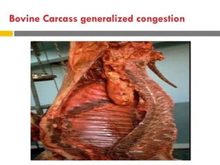 Bleeding in slaughtered animals and it's effect in meat quality | PPT