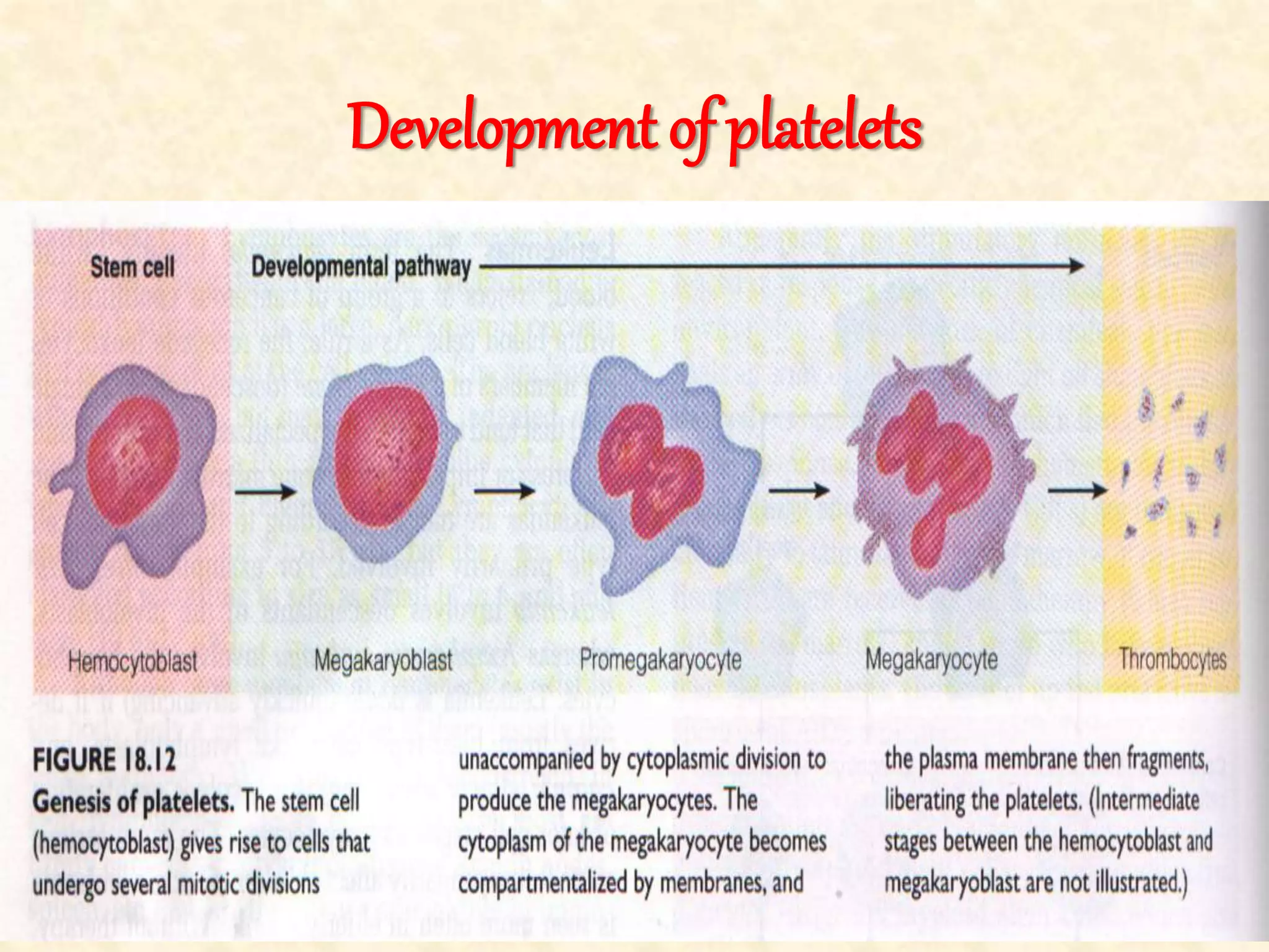 Bleeding and coagulation copied | PPT