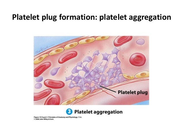Platelet Clot Formation