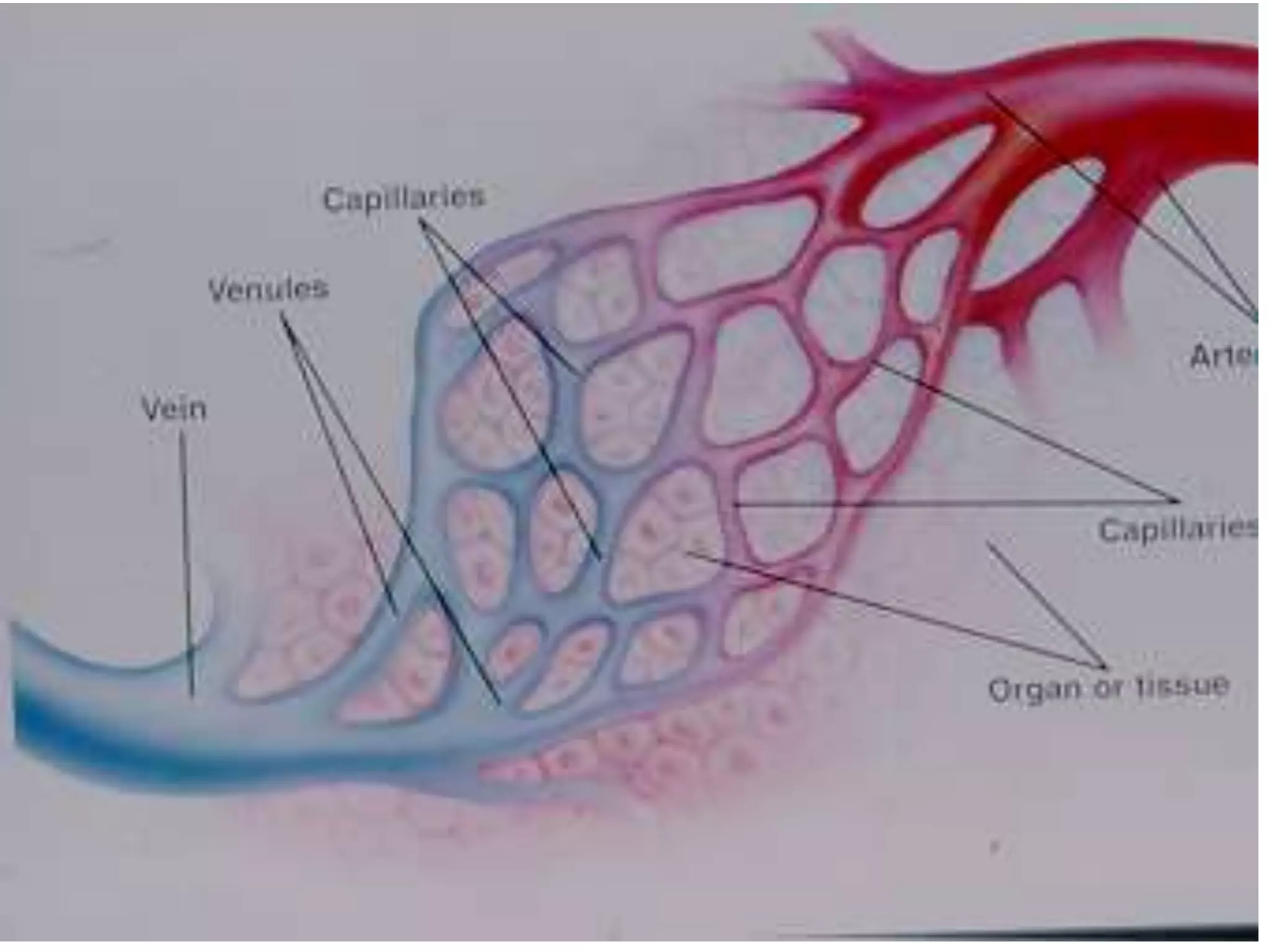 Bleeding Control Ppt