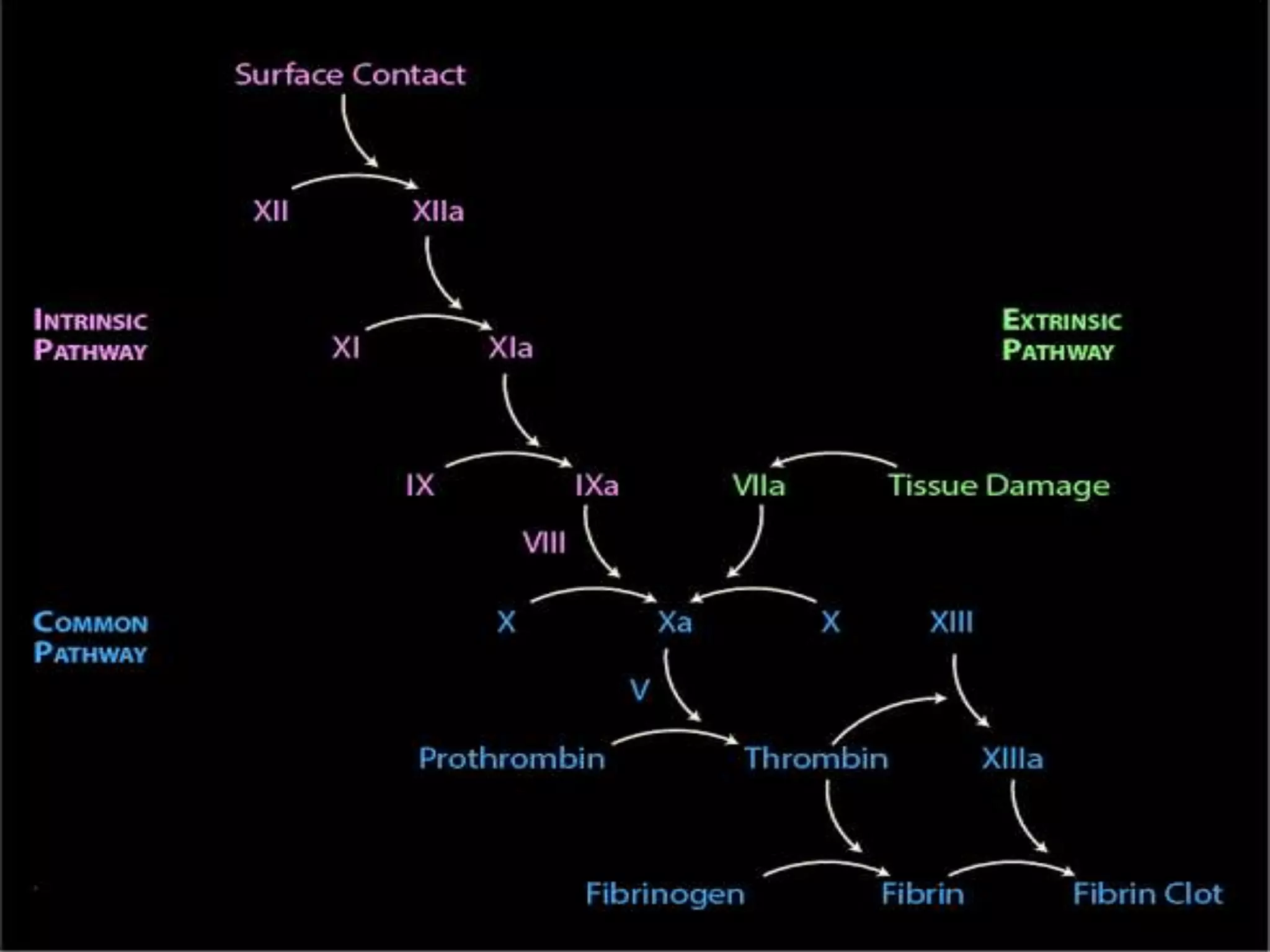 Bleeding Disorders: Classification and Diagnosis | PPTX