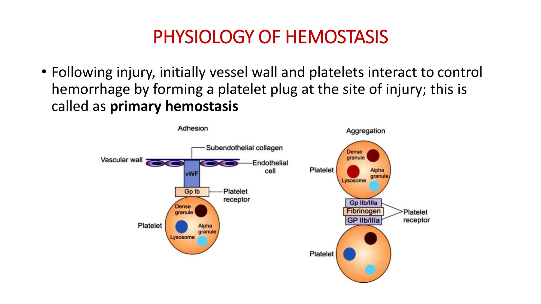 Bleeding disorder Hematology Lecture.pptx