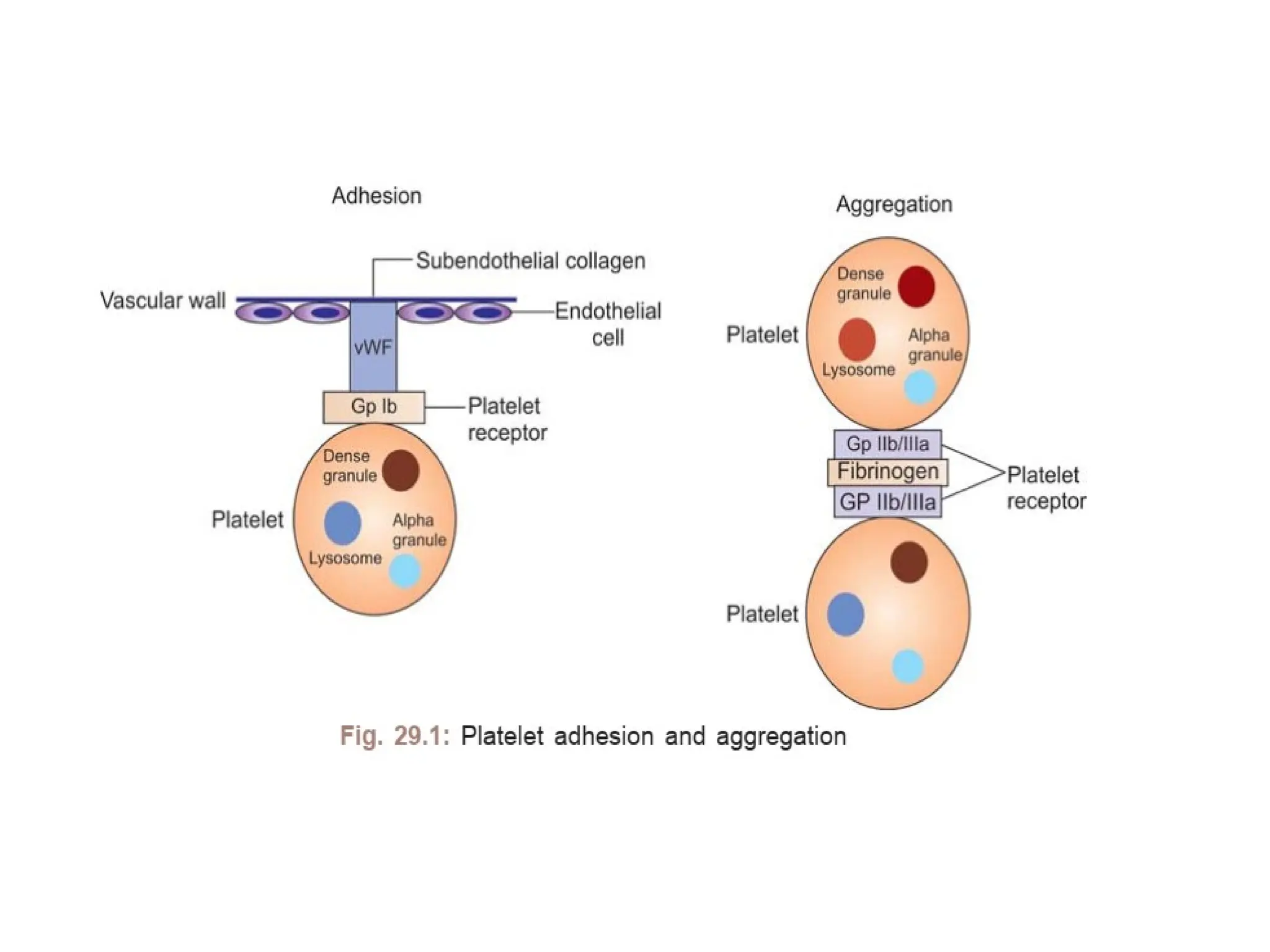 bleeding disorders- classification, vascular abnormalities.pptx
