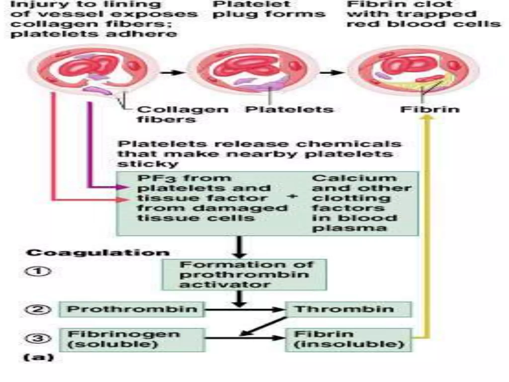 BLEEDING DISORDERSSS.pptx | Blood Disorders | Diseases and Conditions