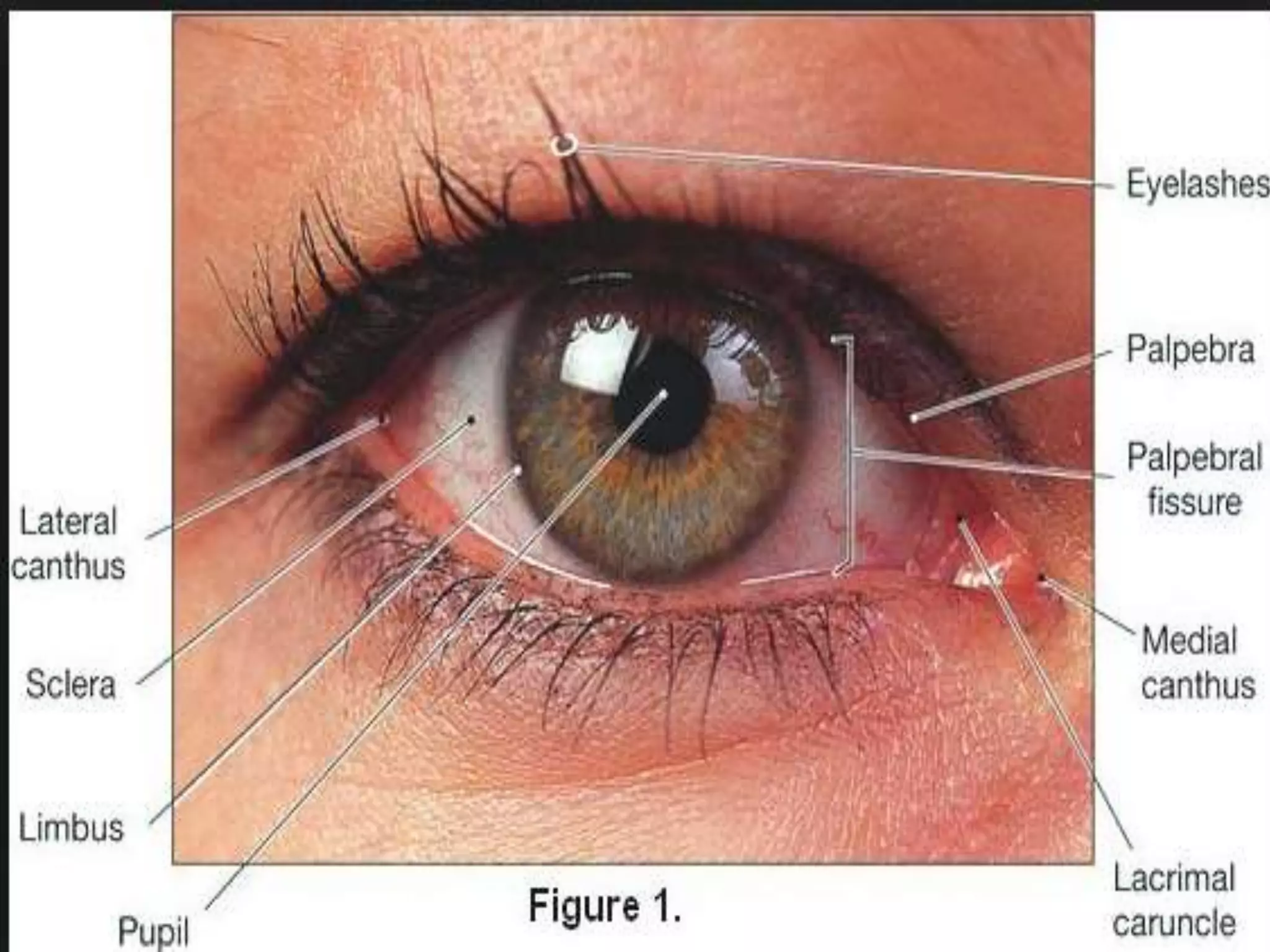 Blepharitis, chalazion, stye | PPTX