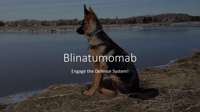 Blinatumomab | PPTX