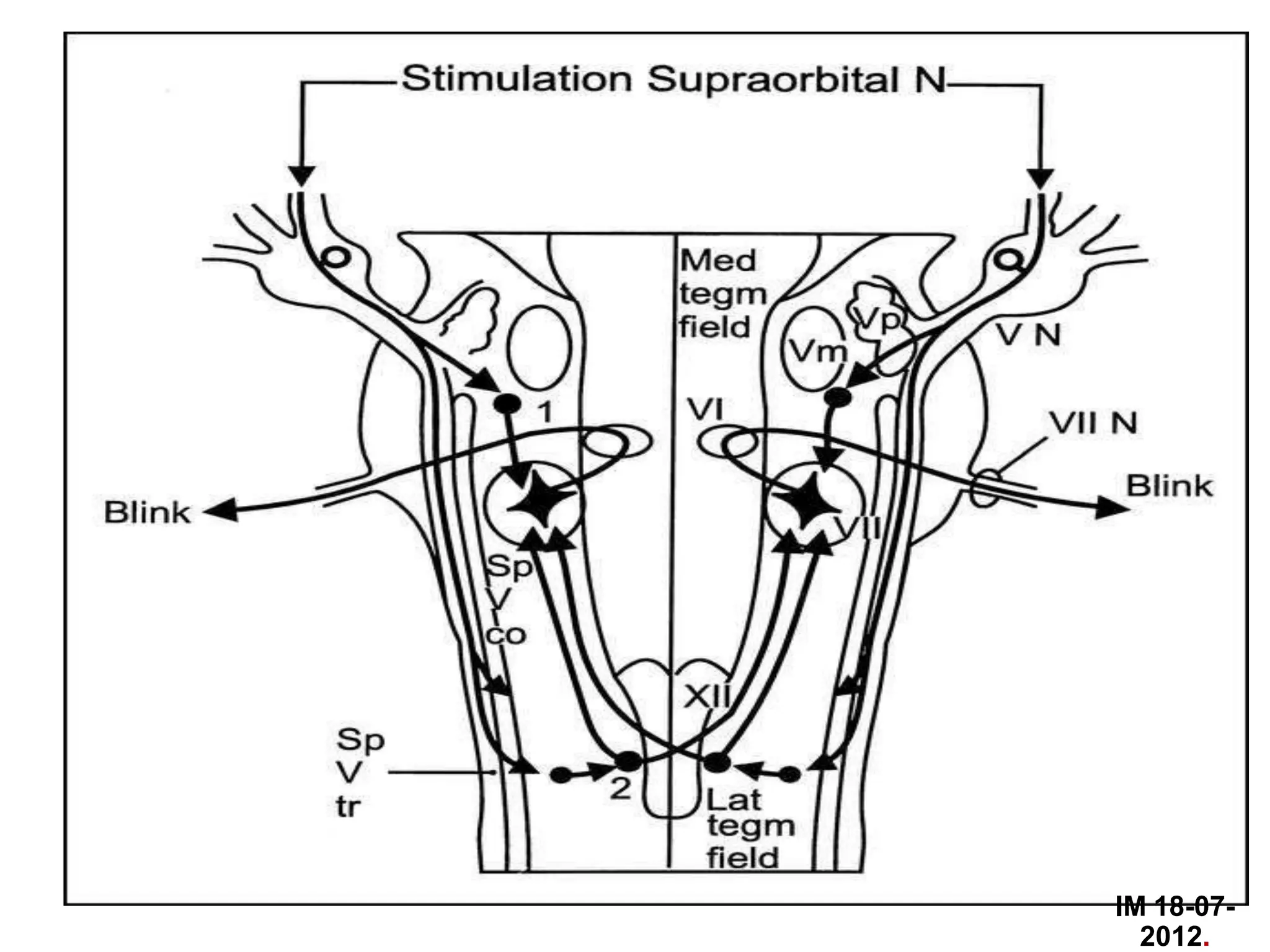blink reflex nerve conduction velocity test | PPTX | Brain and Nervous ...