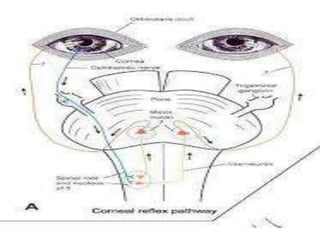 blink reflex nerve conduction velocity test | PPTX | Brain and Nervous ...