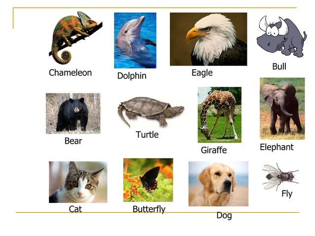 Animals, fruits and vegetables | PPT