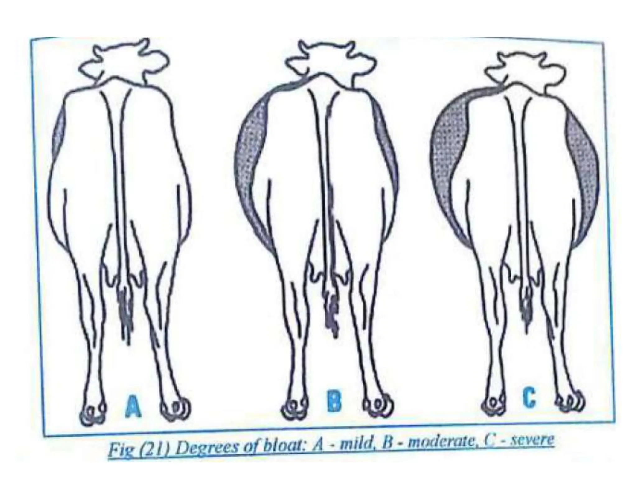 BLOAT (1).pptx TYMPANY IN RUMINANT OR LARGE ANIMAL | PPTX
