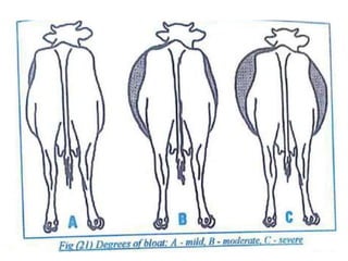 BLOAT (1).pptx TYMPANY IN RUMINANT OR LARGE ANIMAL | PPTX
