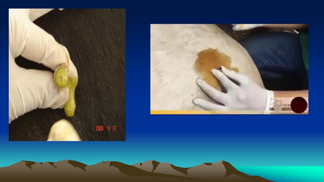 Bloat in ruminant prof.dr hamed attia | PDF