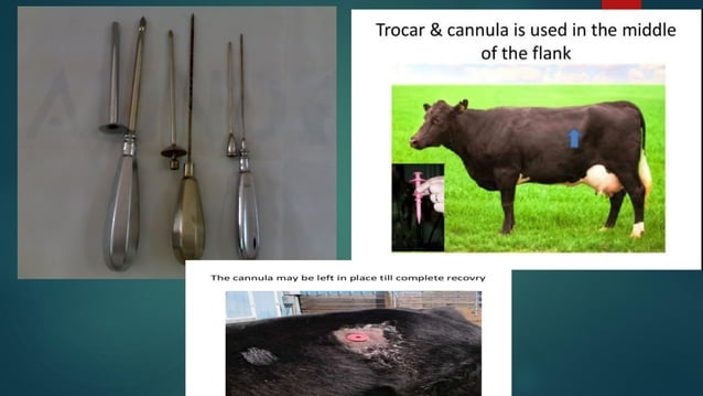 Bloat in ruminant prof.dr hamed attia | PDF