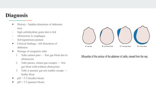A class seminar on Bloat in ruminants.pptx