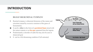 A class seminar on Bloat in ruminants.pptx