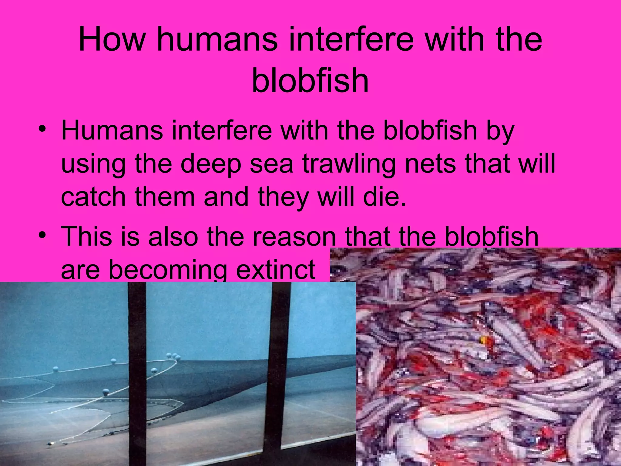 Blob fish slide show | PPT