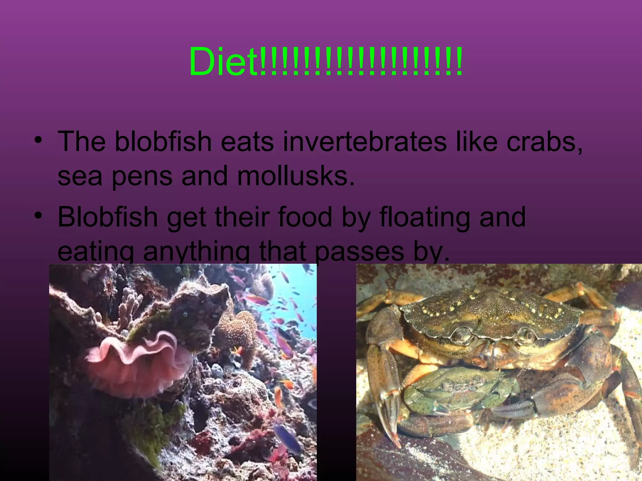 Blob fish slide show | PPT