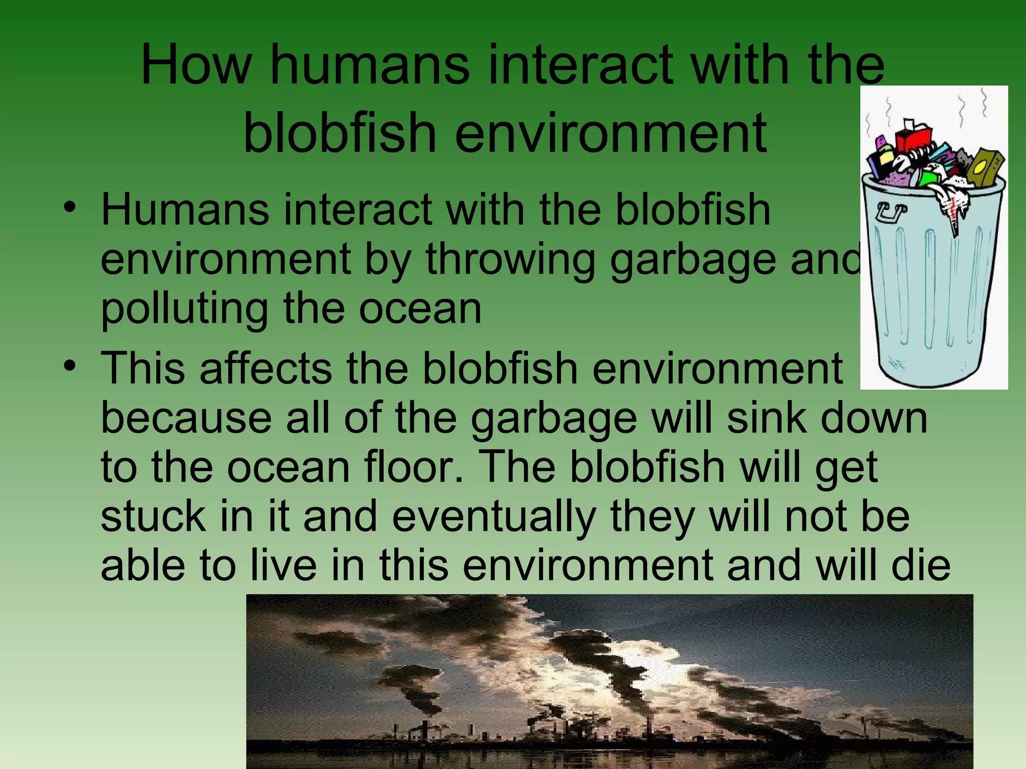 Blob fish slide show | PPT