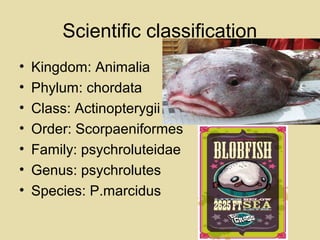 Blob fish slide show | PPT