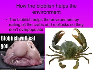 Blobfish Eating A Crab