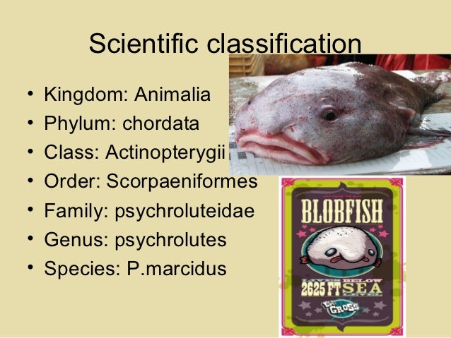 Blob fish slide show