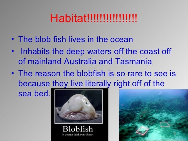 Blob fish slide show