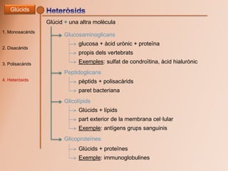 Biologia PAU. Bioquímica. Glúcids. CAT | PDF