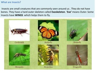 Block 5 creepy crawly insects | PPT