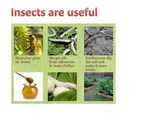 Block 5 creepy crawly insects | PPT