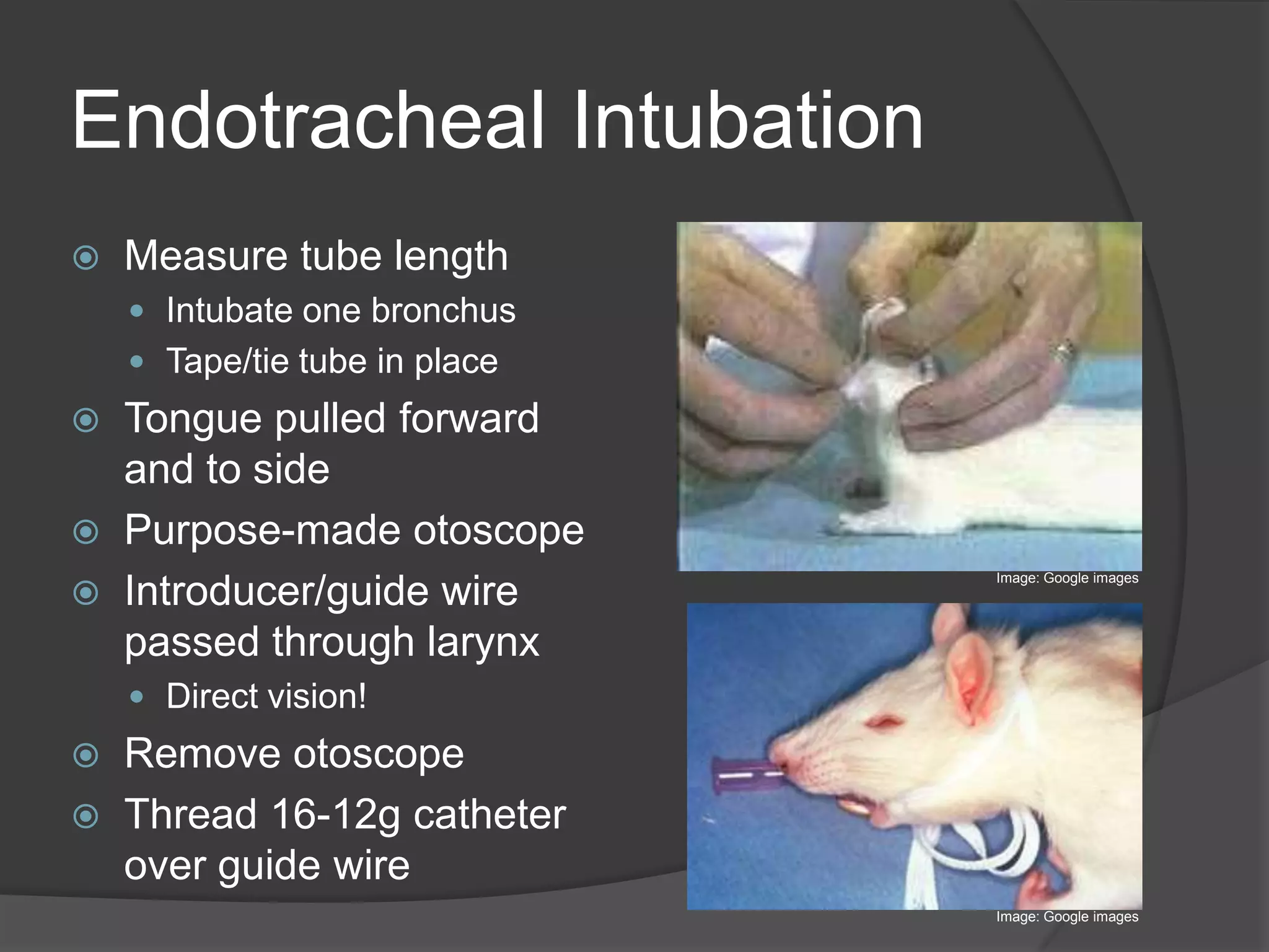 Rat Anesthesia | PPTX