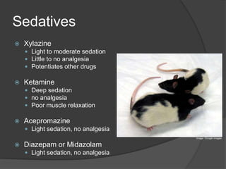 Rat Anesthesia | PPTX