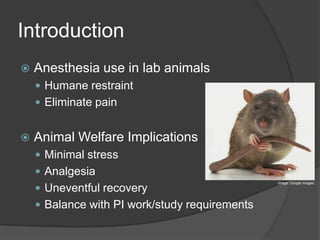 Rat Anesthesia | PPTX