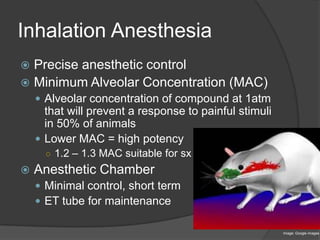 Rat Anesthesia | PPTX